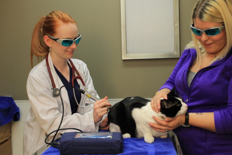 5 Things to Know About Veterinary Chiropractic Care - Animal Clinic of CB
