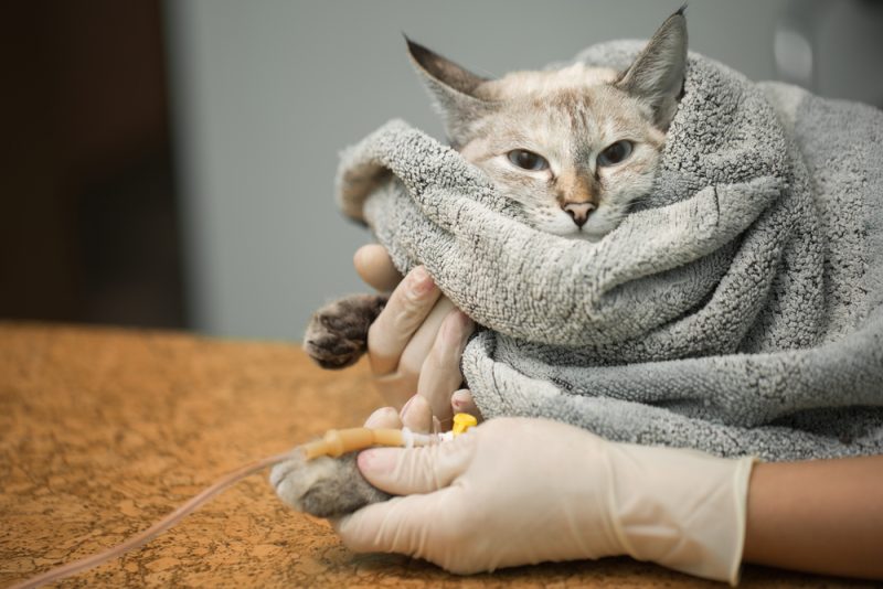 Feline Lower Urinary Tract Disease - Animal Clinic of CB